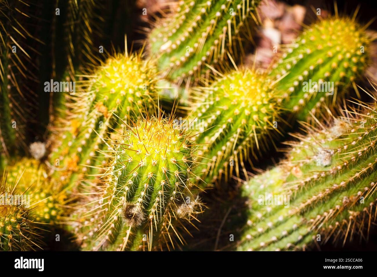 Cluster of cacti with yellow flowers are growing in a sunny area. The ...