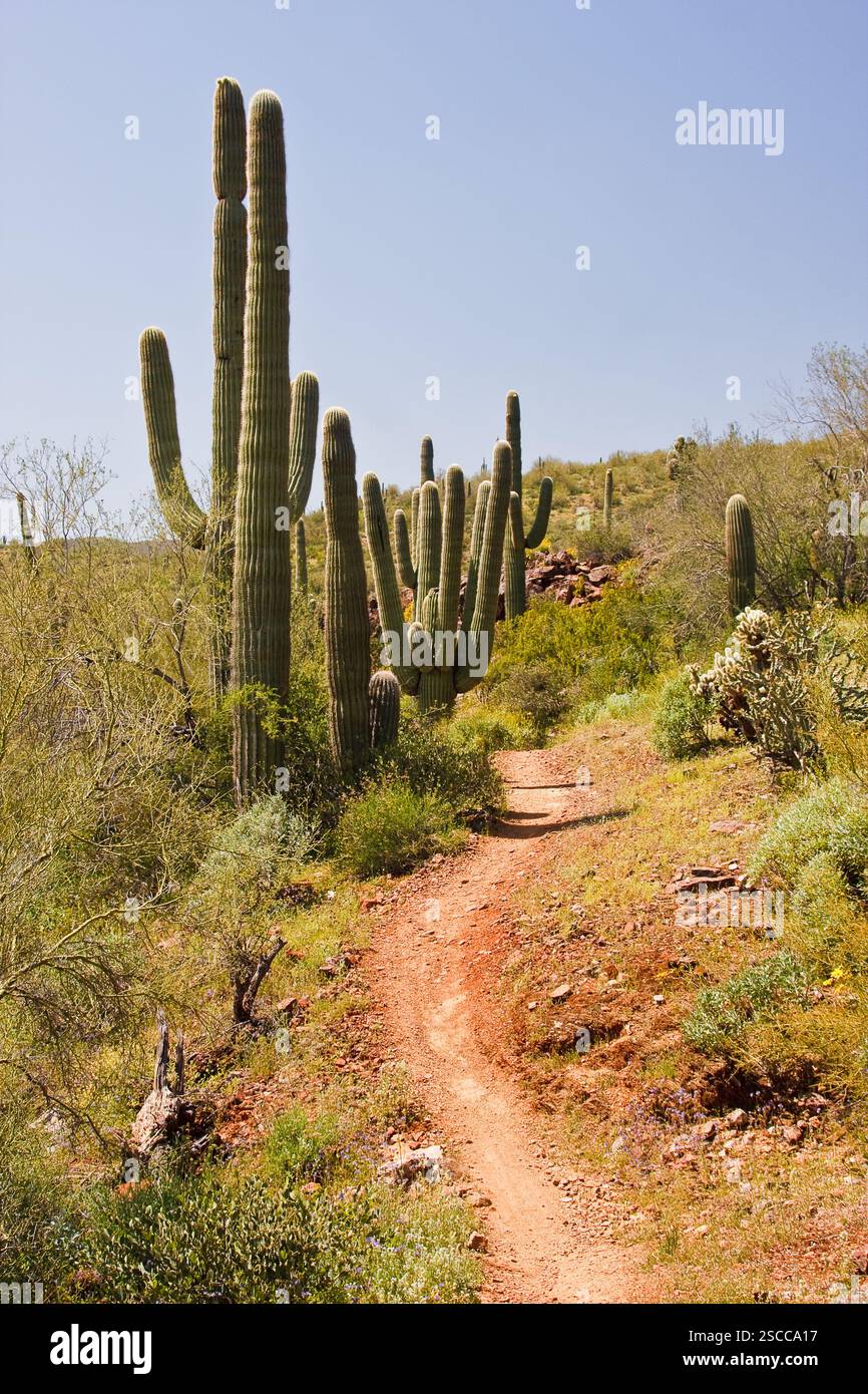 Path is shown in the desert with cacti on either side. The path is dirt ...