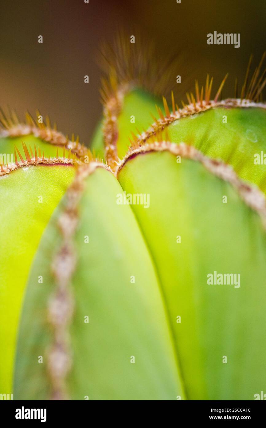Cactus with a brown tip and a green stem. The cactus has a unique shape ...