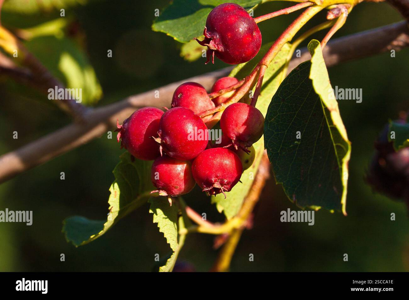 Cluster of red berries on a tree branch. The berries are small and ...