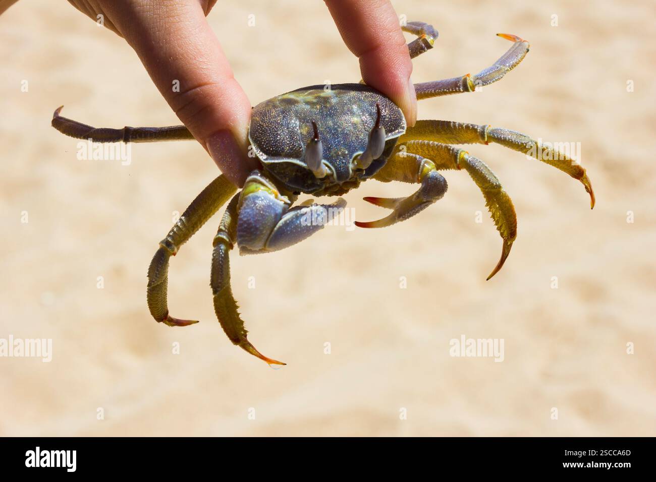 marine crab in hand on a background of sand Stock Photo - Alamy