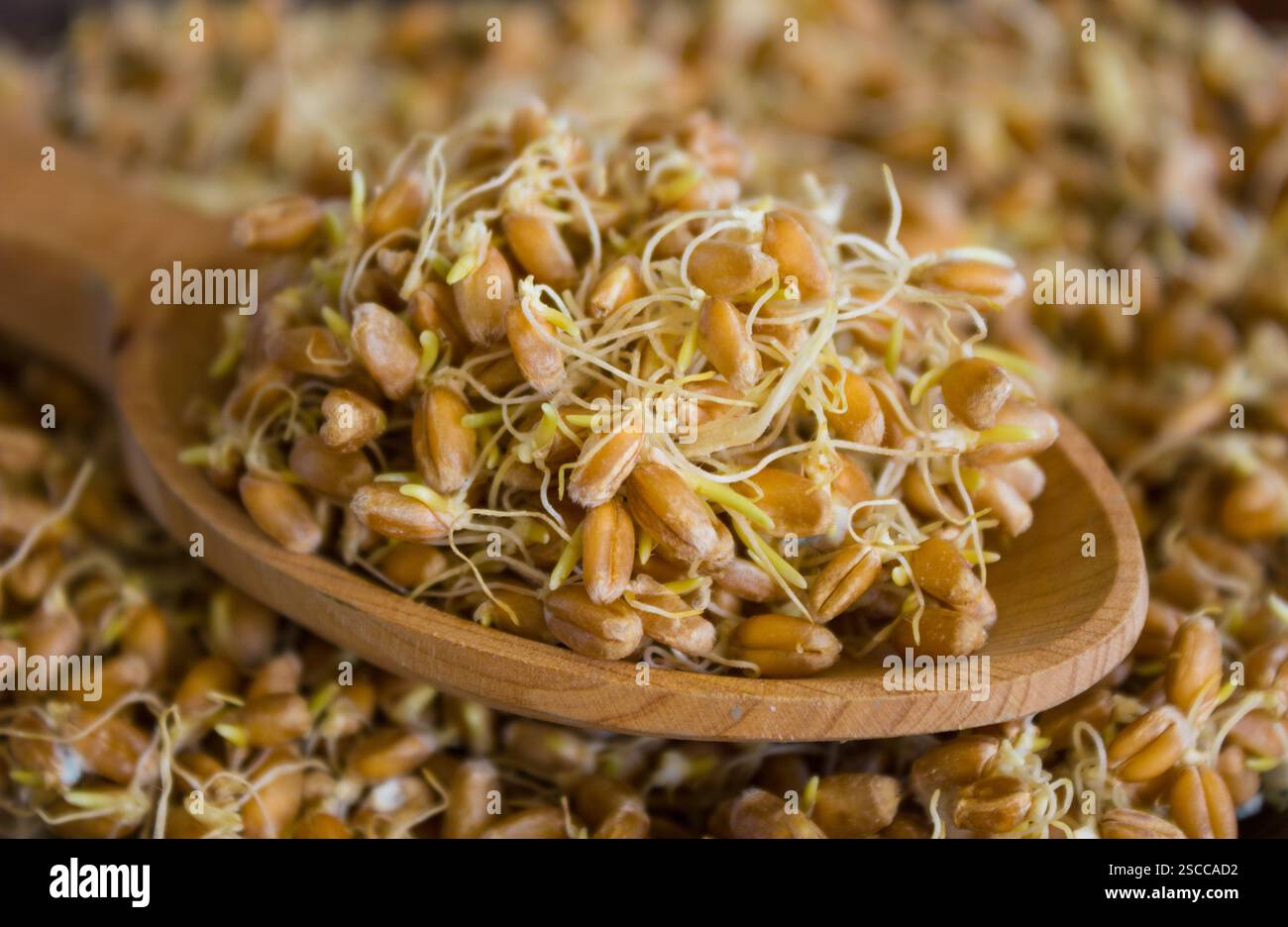 the grain sprouted wheat closeup, healthy food Stock Photo - Alamy