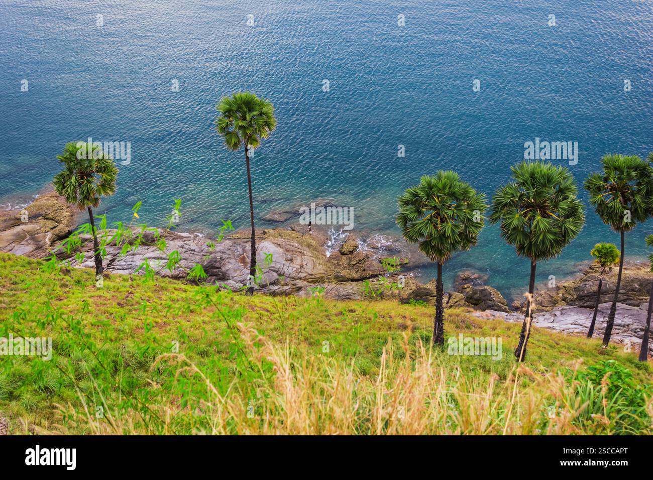 Palm trees on the beach on the island of Phuket in Thailand Stock Photo ...