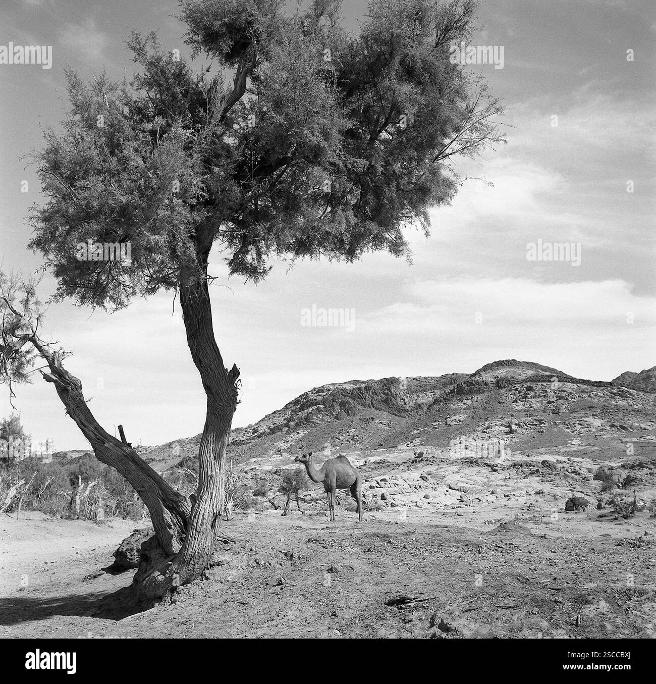 Camel, mountains and tree in Wadi Feiran in Siani Stock Photo - Alamy