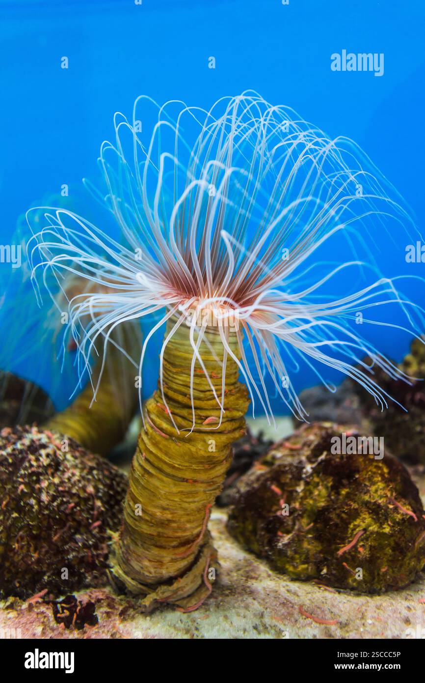 Sea anemone (anemone) with white tentacles in the aquarium. National ...