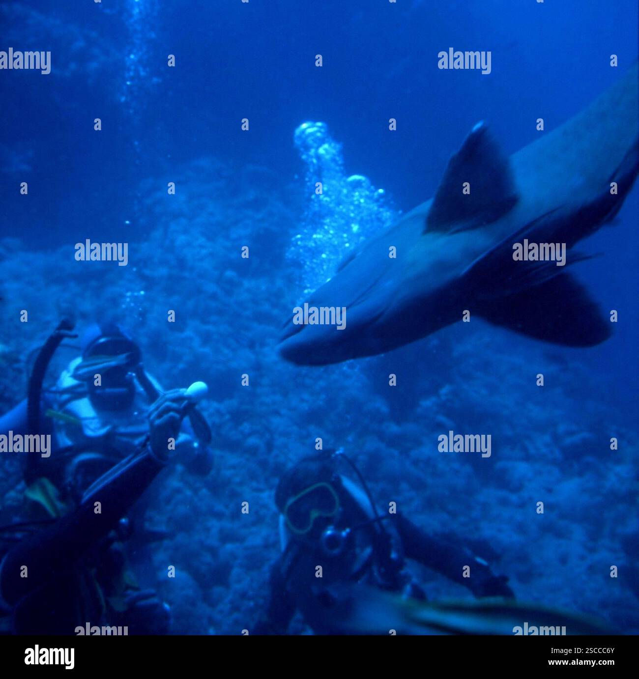 Napoleonfish at the Shark-Reef eats a five-minute egg at the Ras ...