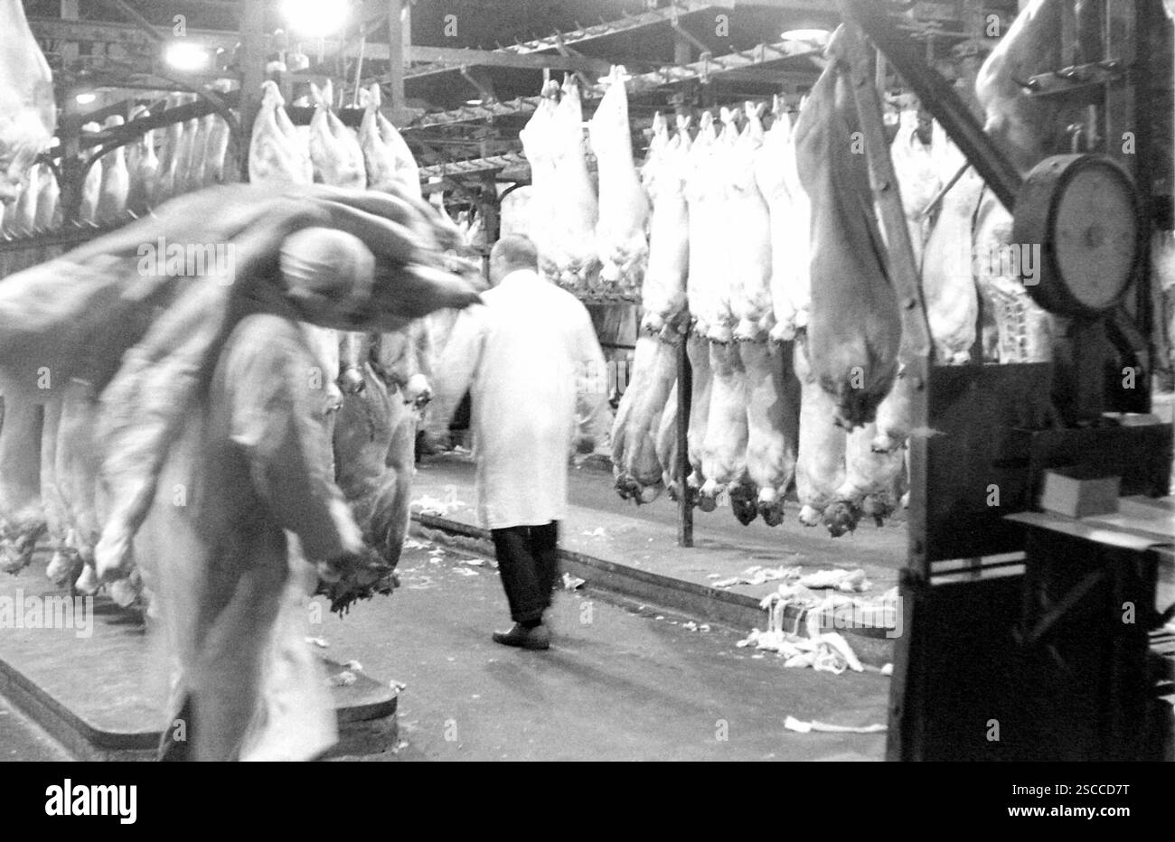 Pig halves at the Slaughterhouse in Les Halles in Paris Stock Photo - Alamy