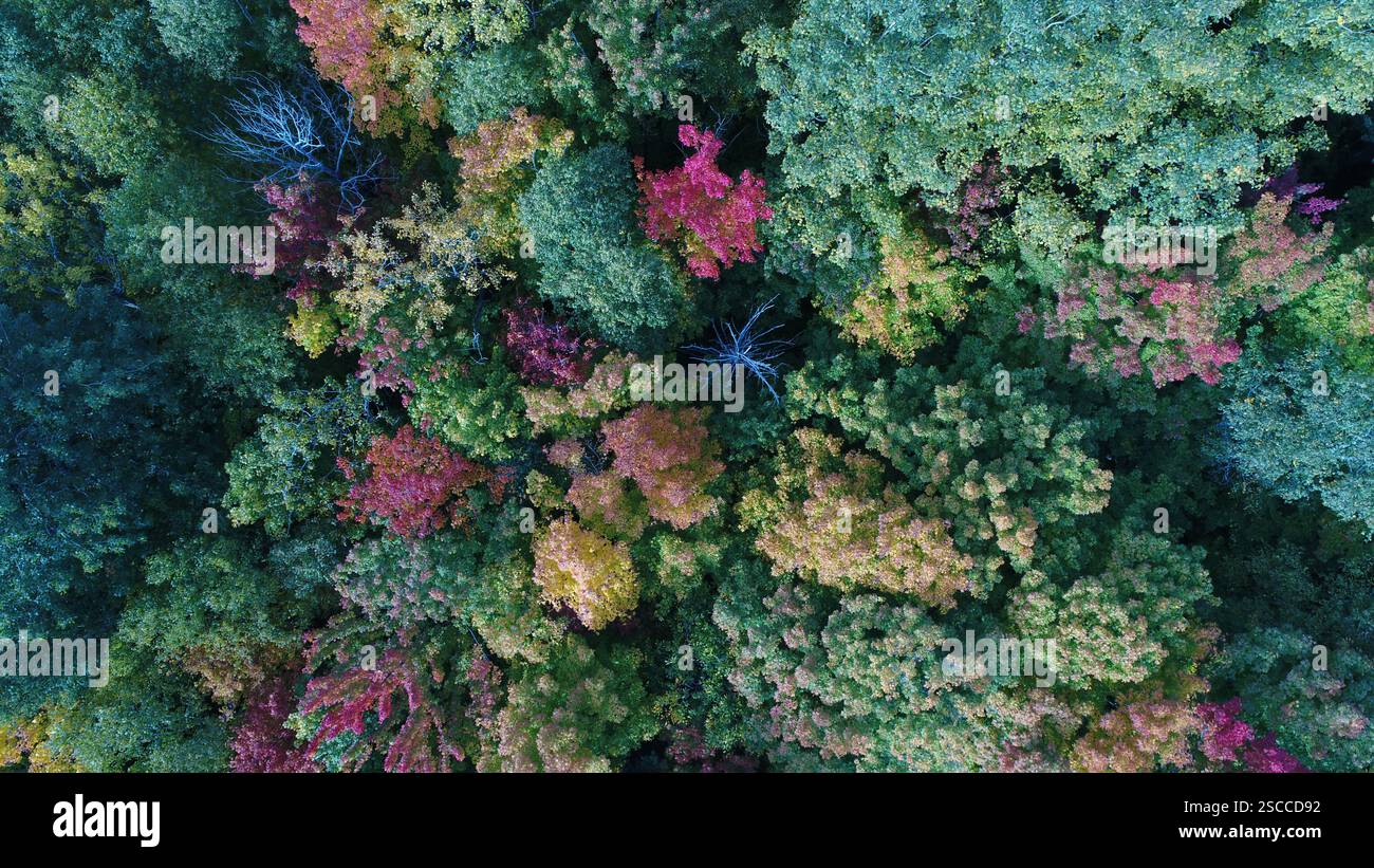 Aerial view Of the forest and its colorful trees during Autumn on Orleans Island, Quebec, Canada ...