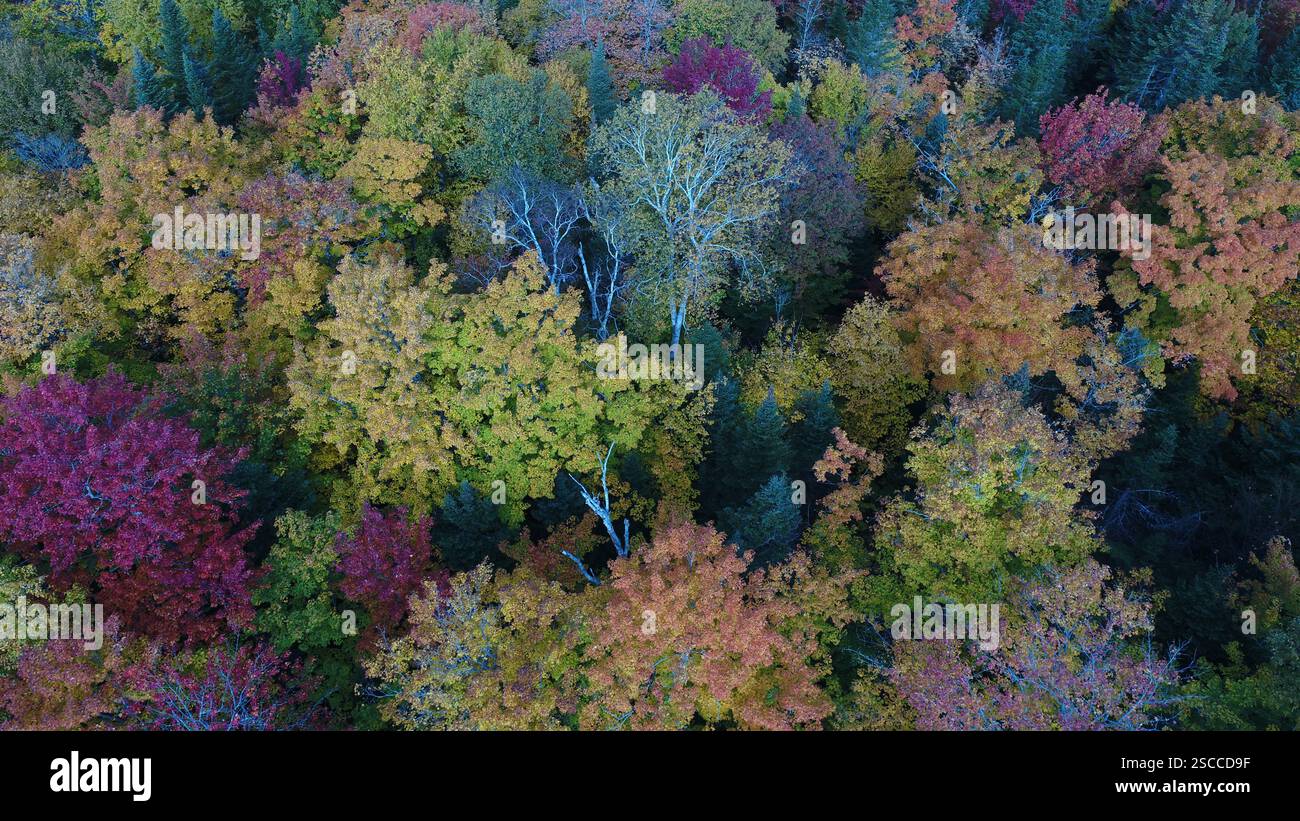 Aerial view Of the forest and its colorful trees during Autumn on ...