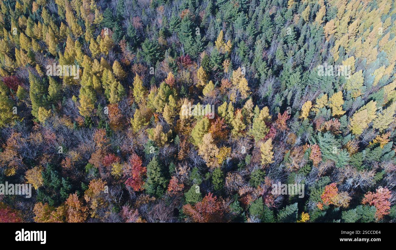 Aerial view Of the forest and its colorful trees during Autumn on ...