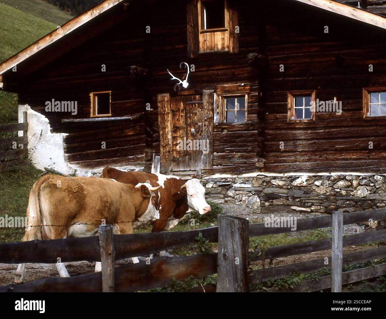 Happy cows in front of a house in the Salzburger Land Stock Photo - Alamy