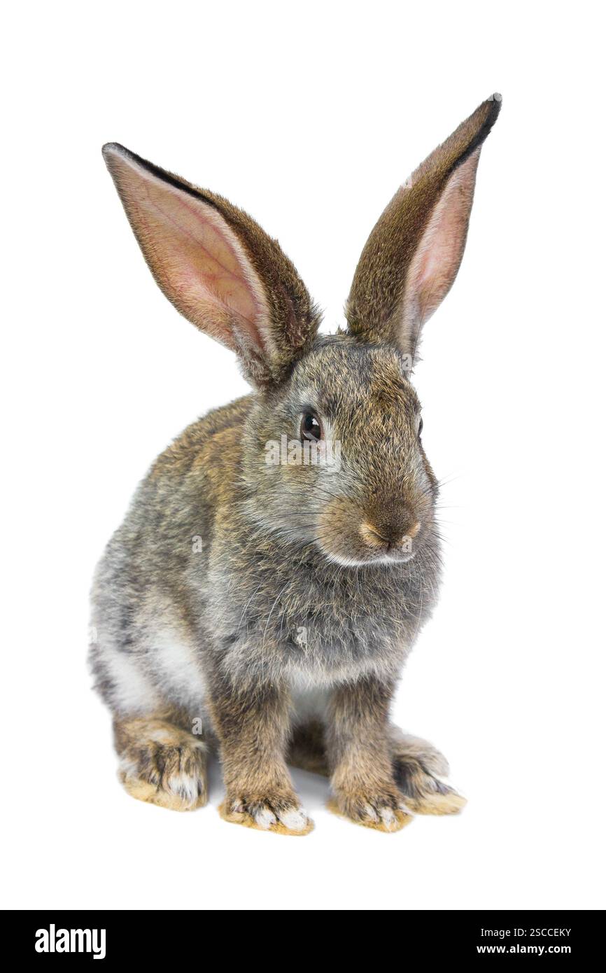 gray rabbit isolated on white background Stock Photo - Alamy