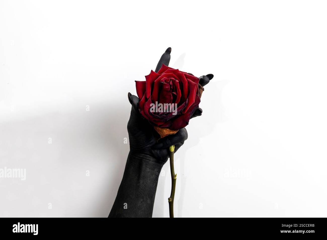 The black hand with long nails hold a rose and make it dry. Concept ...
