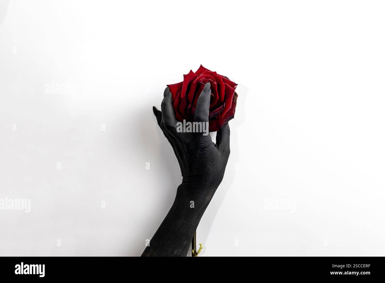 The black hand with long nails hold a rose and make it dry. Concept ...