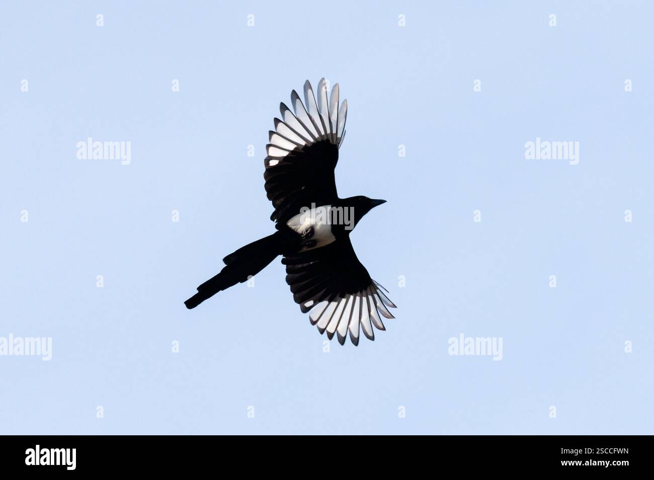 A Magpie bird, Pica pica in flight with wings outstretched against a blue sky. UK Stock Photo ...