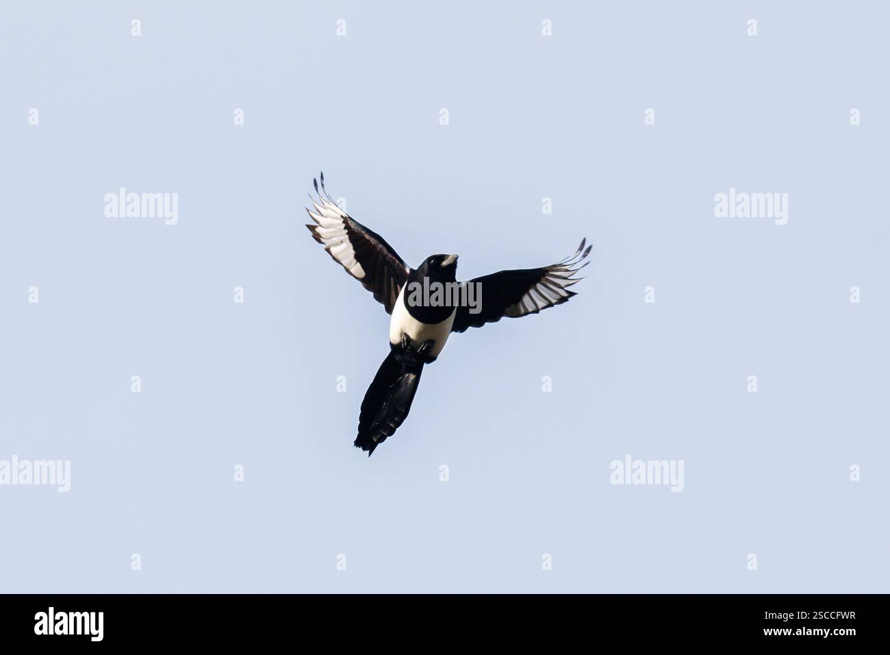 A Magpie bird, Pica pica in flight with wings outstretched against a ...
