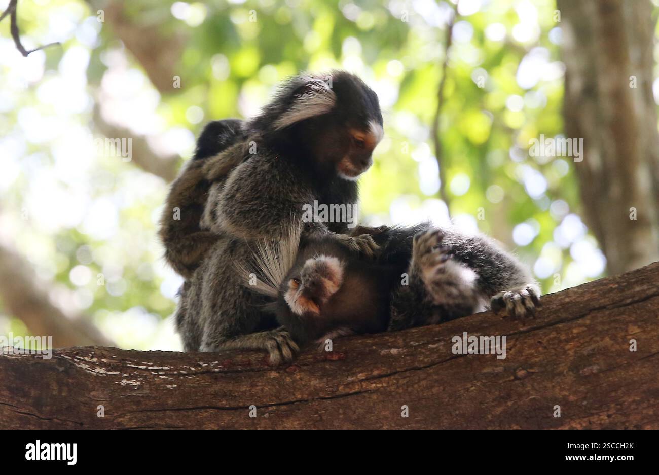 February 6, 2025, Rio De Janeiro, Rio De Janeiro, Brazil: A baby ...