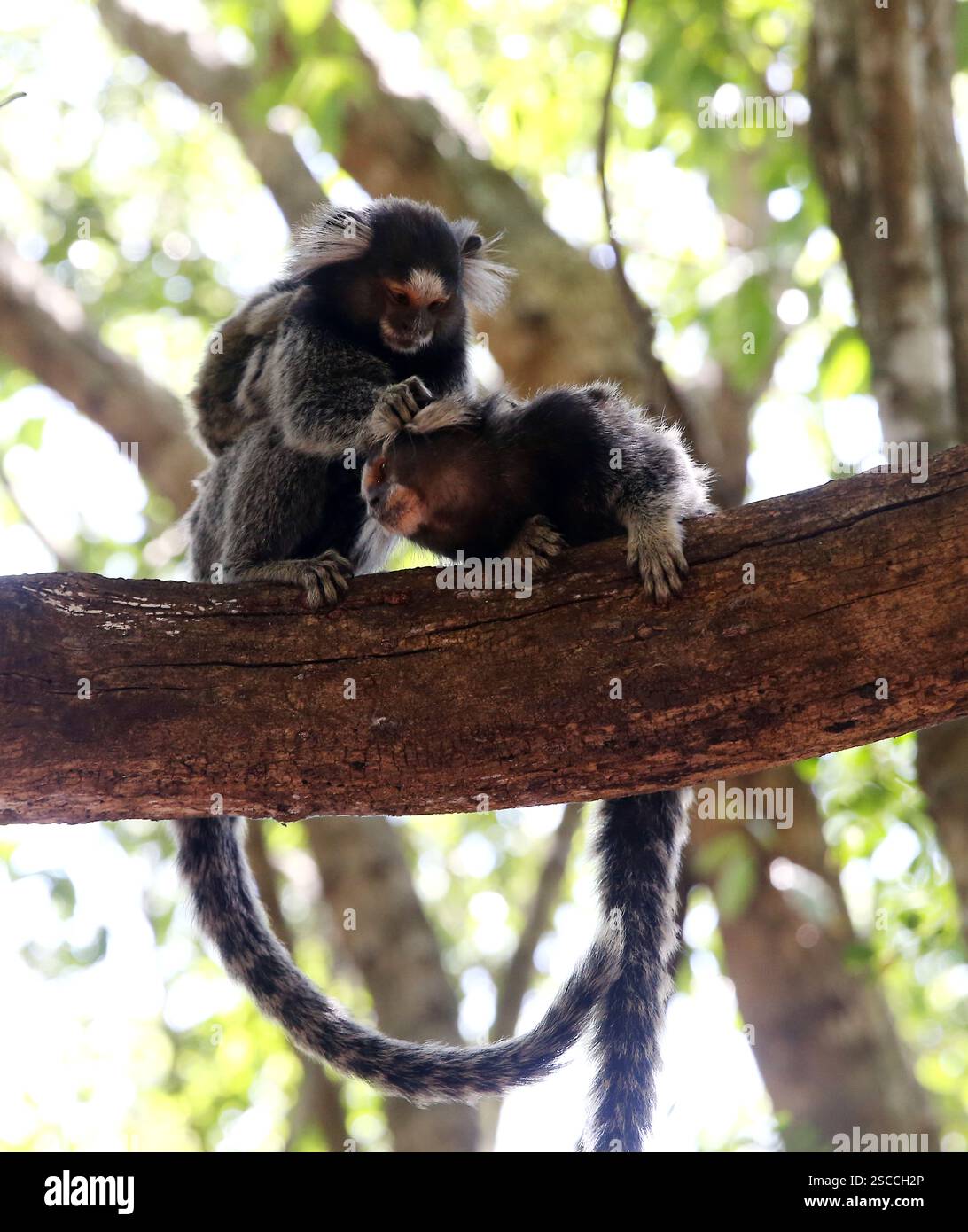 February 6, 2025, Rio De Janeiro, Rio De Janeiro, Brazil: A baby ...