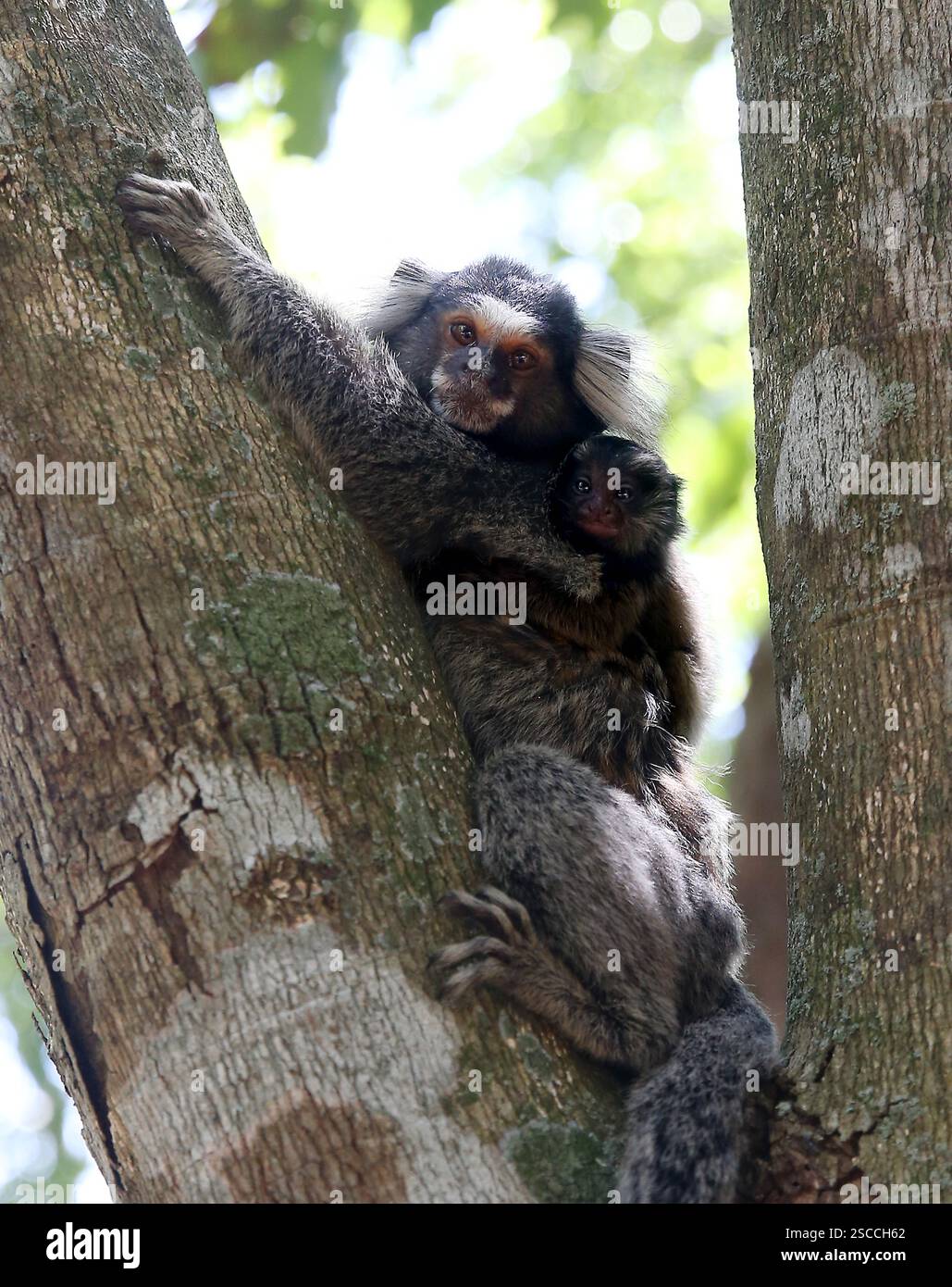 February 6, 2025, Rio De Janeiro, Rio De Janeiro, Brazil: A baby ...