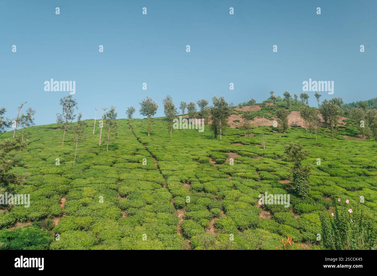 Tea Estate in Samse, Kalasa. Kalasa is a small town in Chikmangalur ...