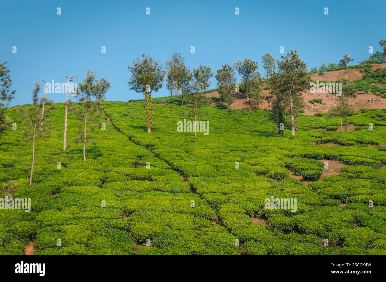 Tea Estate in Samse, Kalasa. Kalasa is a small town in Chikmangalur ...