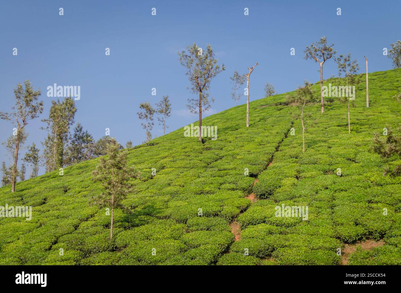 Tea Estate in Samse, Kalasa. Kalasa is a small town in Chikmangalur ...