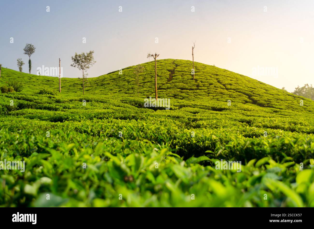 Tea Estate in Samse, Kalasa. Kalasa is a small town in Chikmangalur ...
