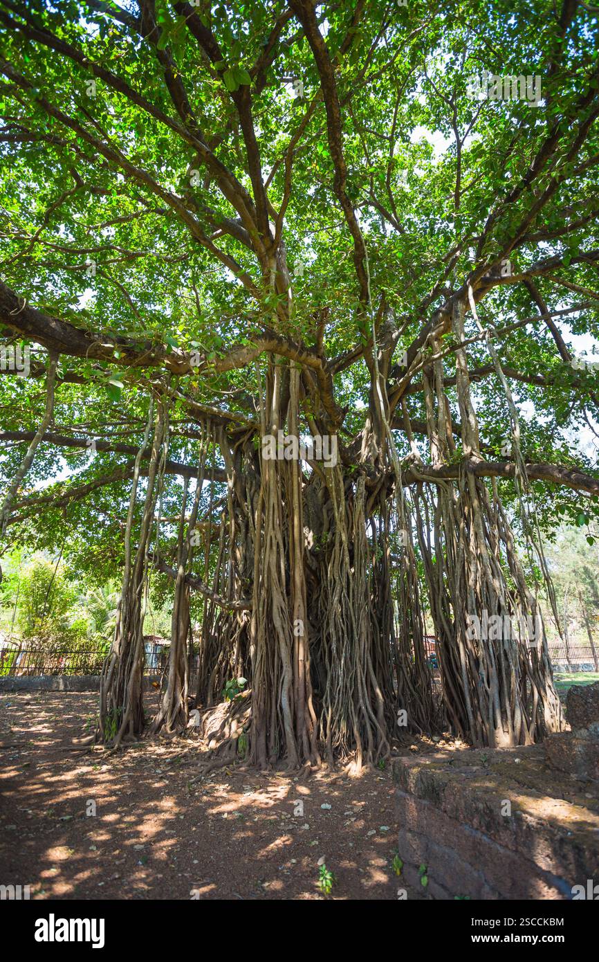 the sacred tree in the jungle. India. Goa Stock Photo - Alamy