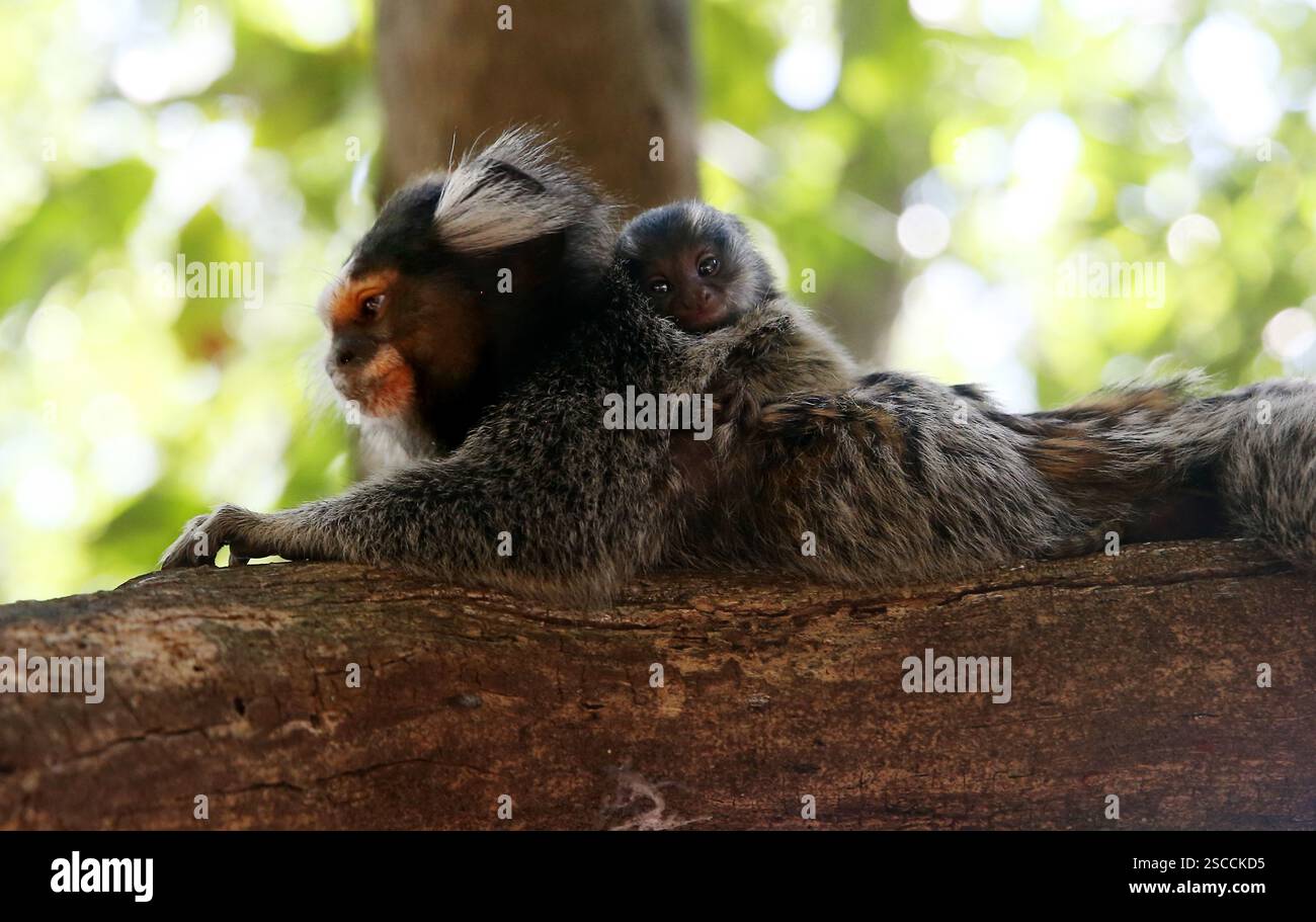 February 6, 2025, Rio De Janeiro, Rio De Janeiro, Brazil: A baby ...