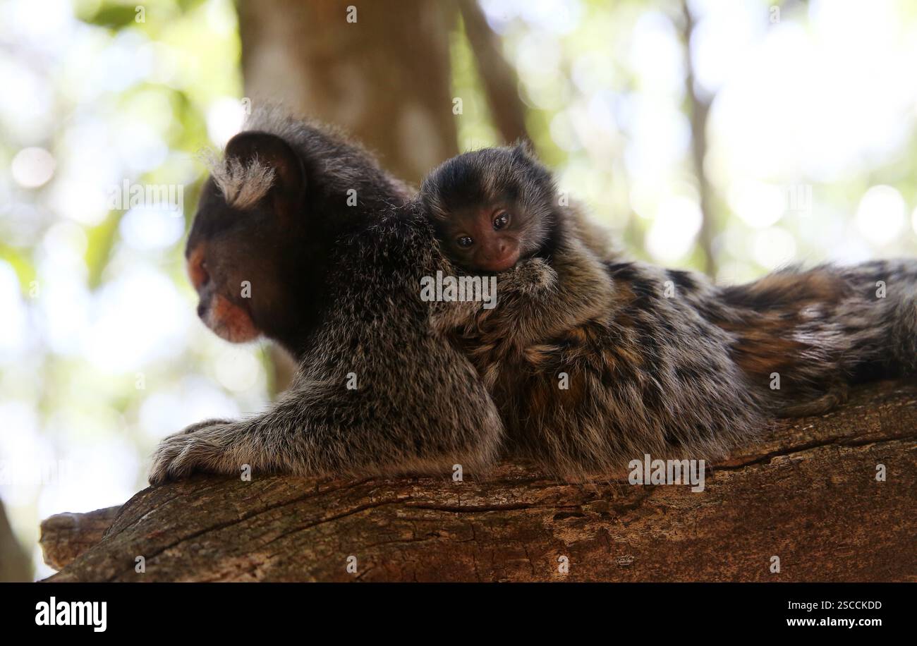 February 6, 2025, Rio De Janeiro, Rio De Janeiro, Brazil: A baby ...