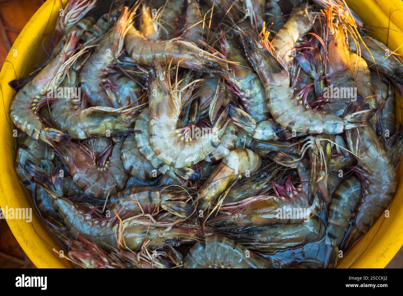 Sale of shrimp in the markets of different cities of Goa and other ...