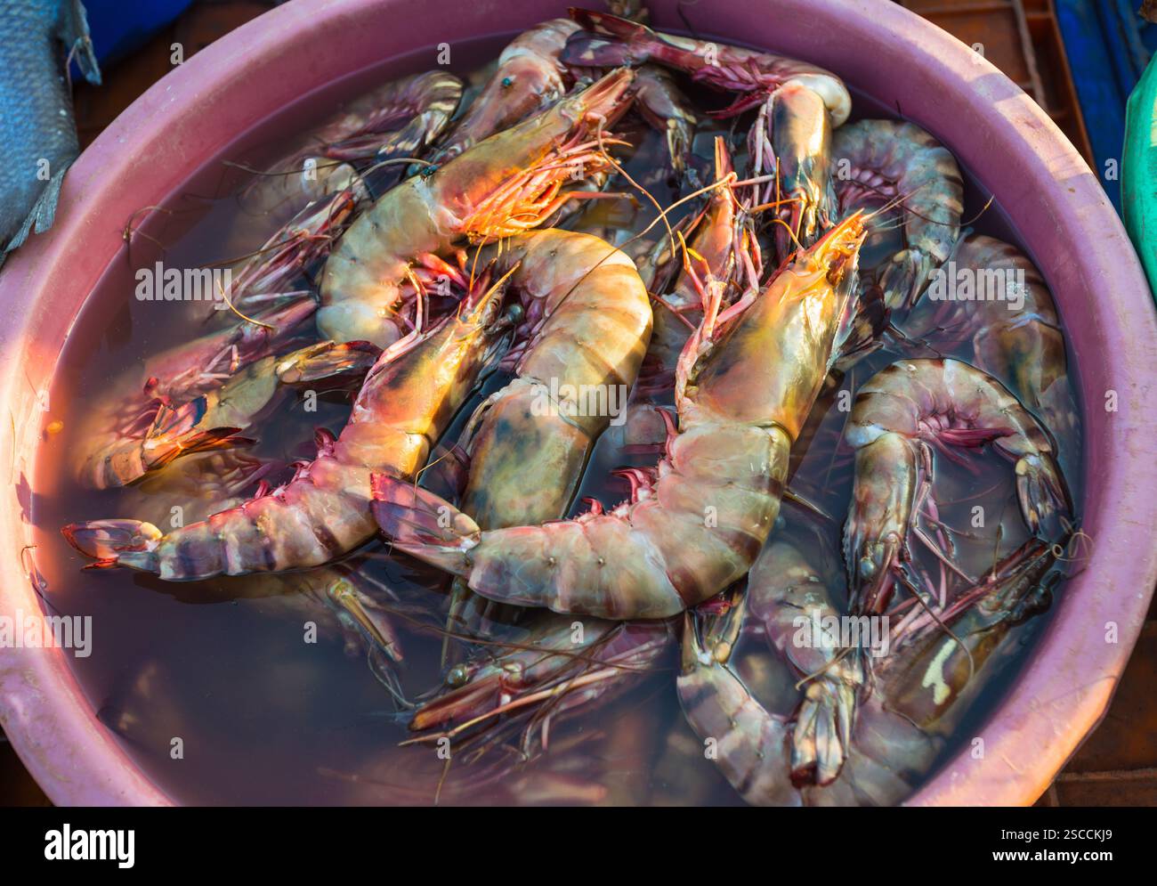 Sale of shrimp in the markets of different cities of Goa and other ...