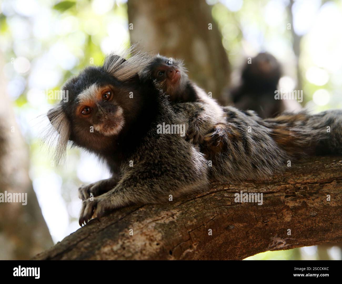 February 6, 2025, Rio De Janeiro, Rio De Janeiro, Brazil: A baby ...