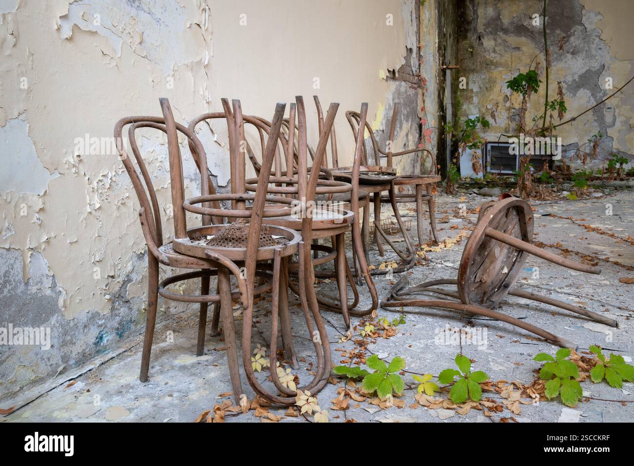 Stacked wooden chairs in abandoned canteen, peeled wall paint and ...