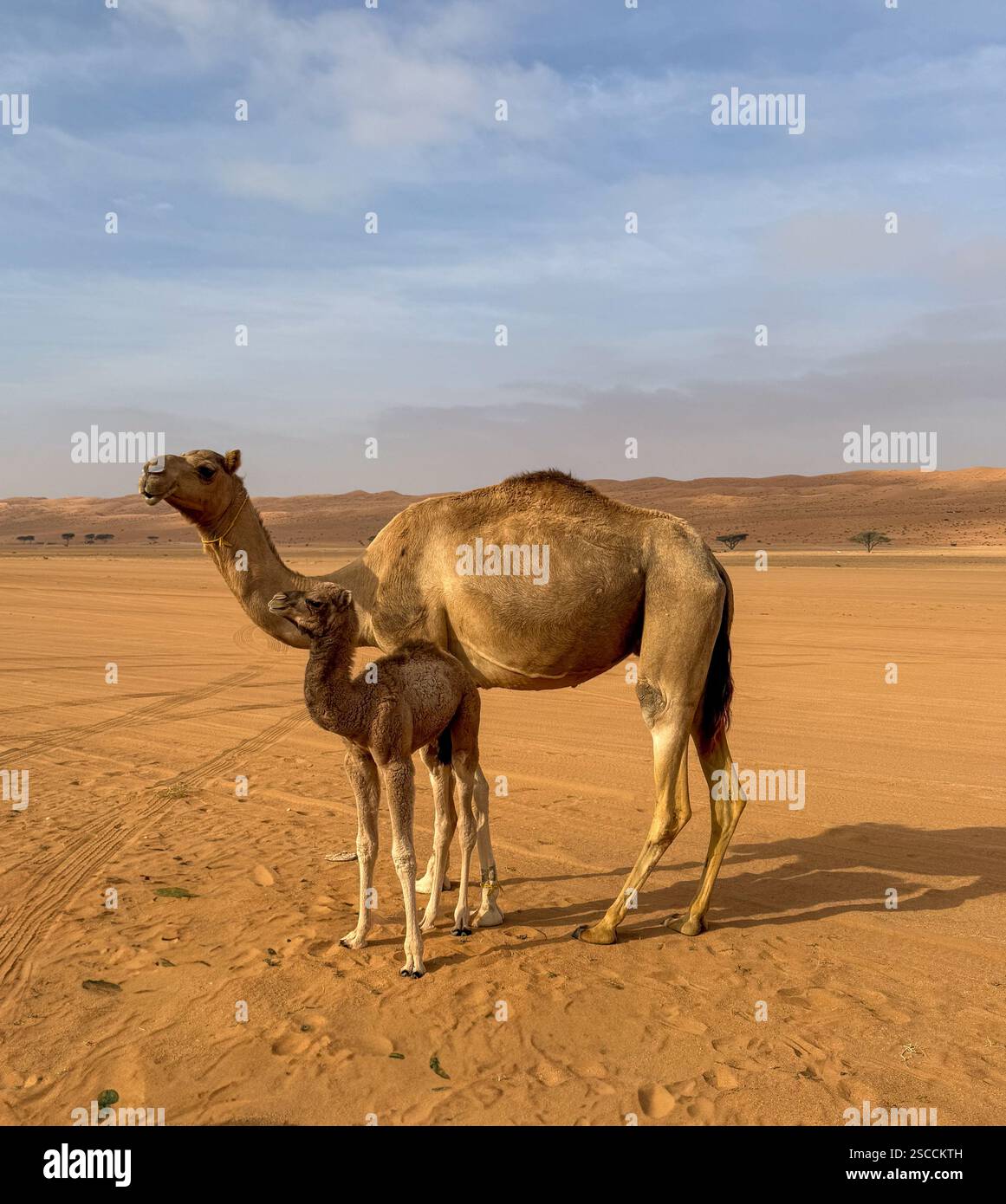 Desert wildlife scene: Dromedary camel with baby against Omani desert ...