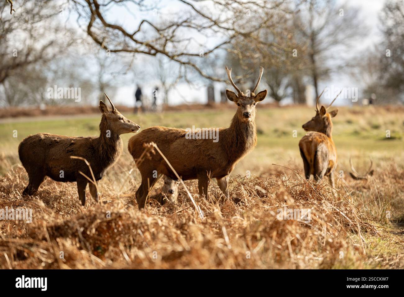 London, England. 6th February 2025. Views of male Red Deer in Richmond ...