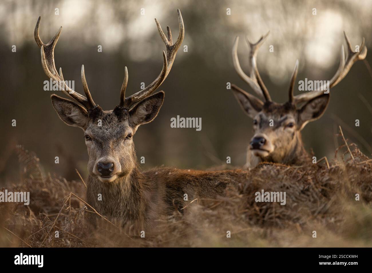 London, England. 6th February 2025. Views of male Red Deer in Richmond ...