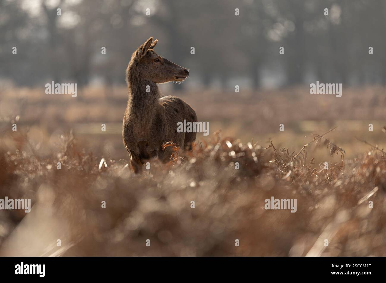 Views of a female Red Deer in Richmond Park on the 6th February, 2025 ...