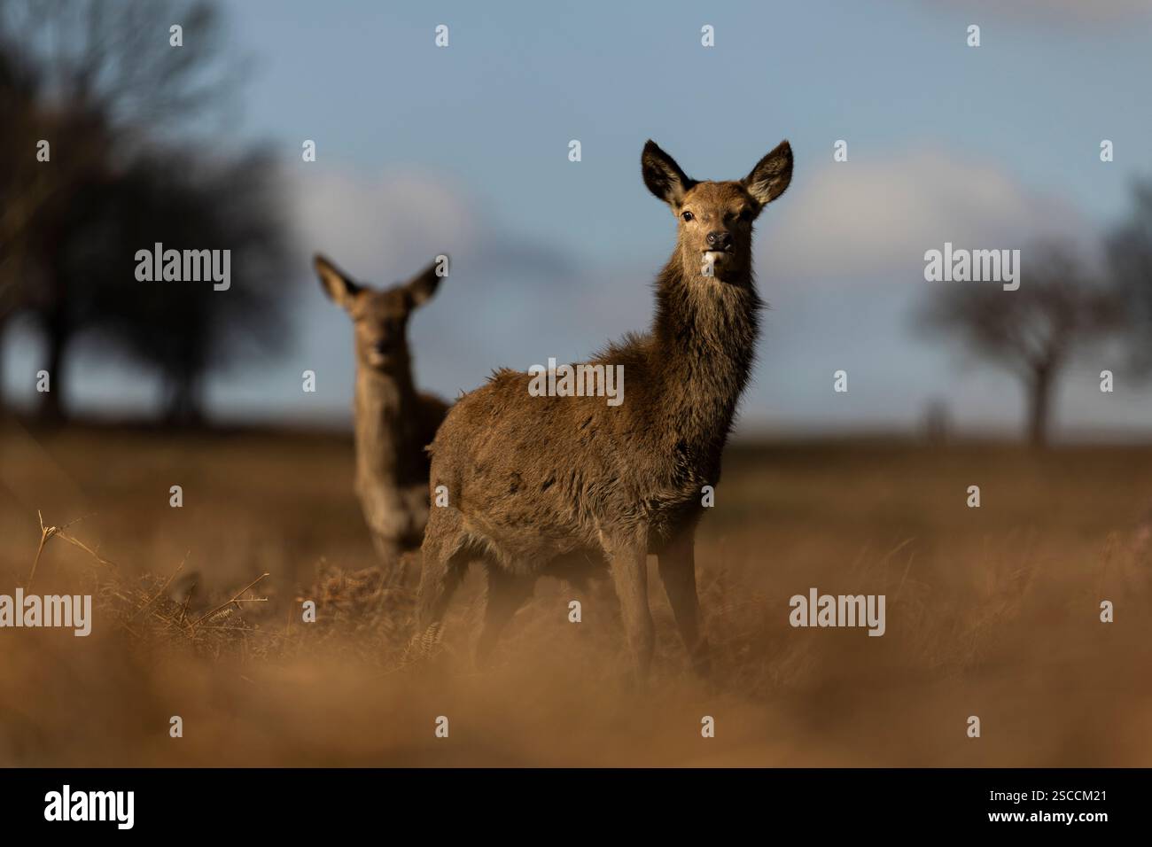 Views of two female Red Deer in Richmond Park on the 6th February, 2025 ...