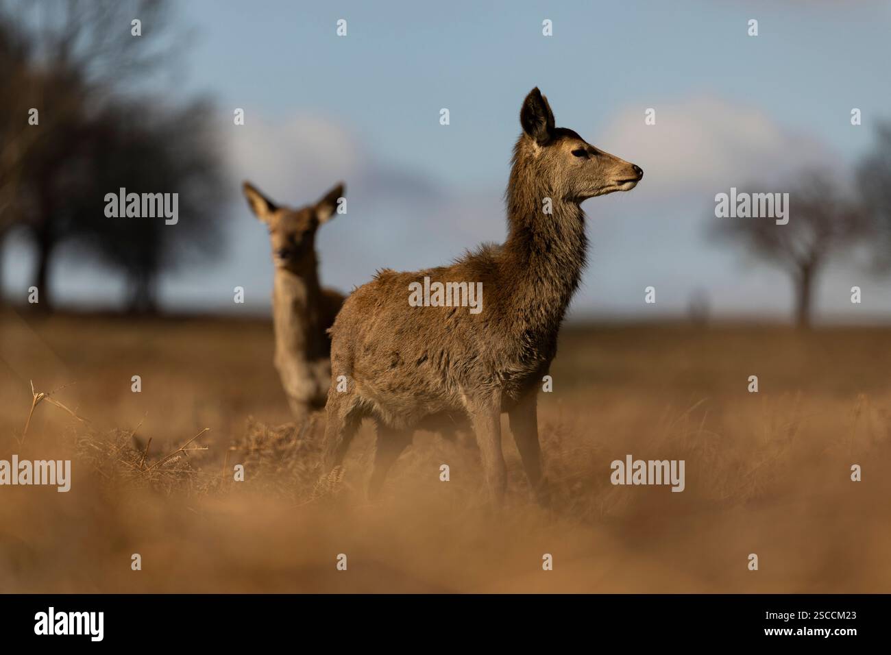 Views of two female Red Deer in Richmond Park on the 6th February, 2025 ...