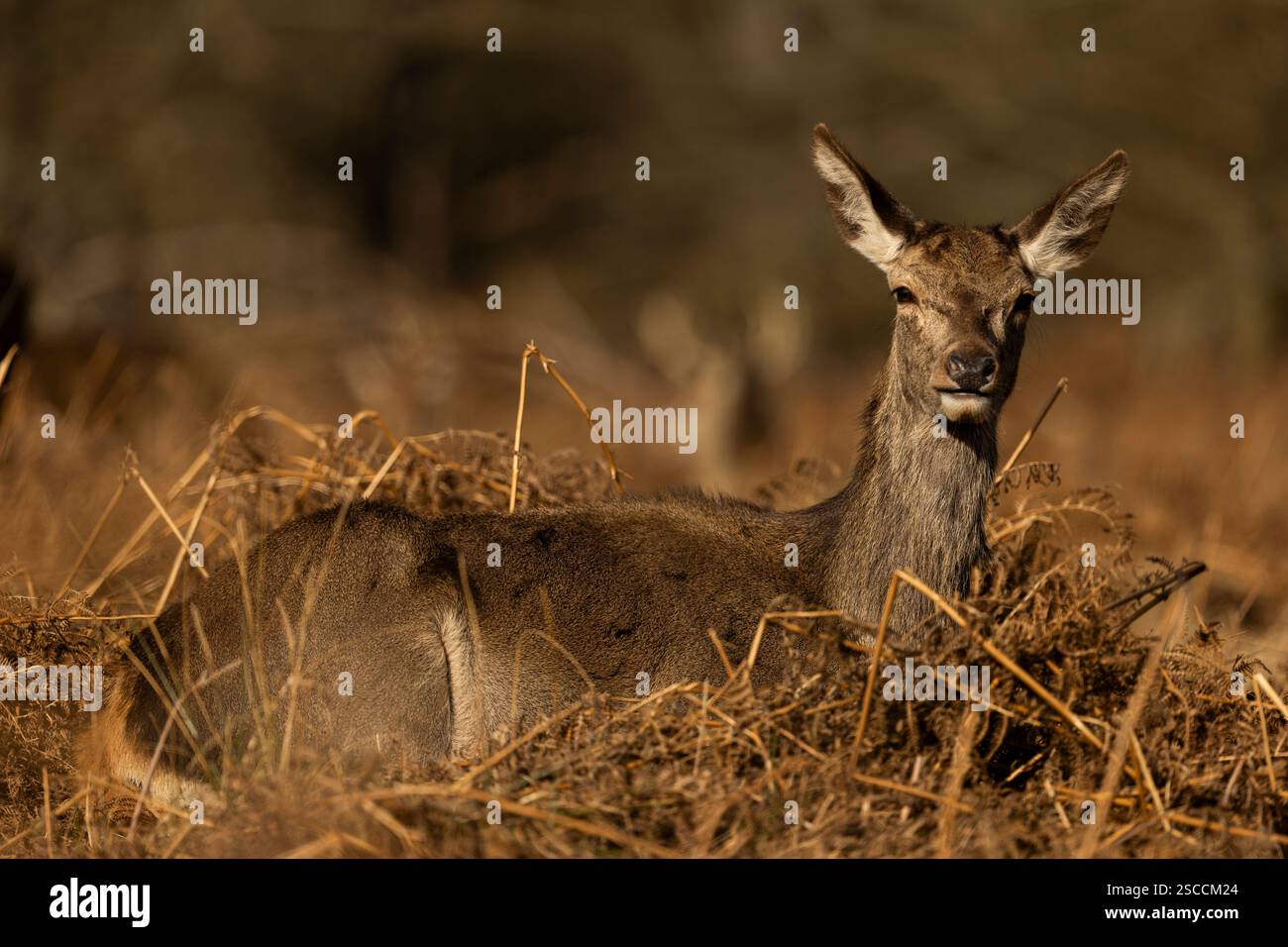 Views of a female Red Deer in Richmond Park on the 6th February, 2025 ...