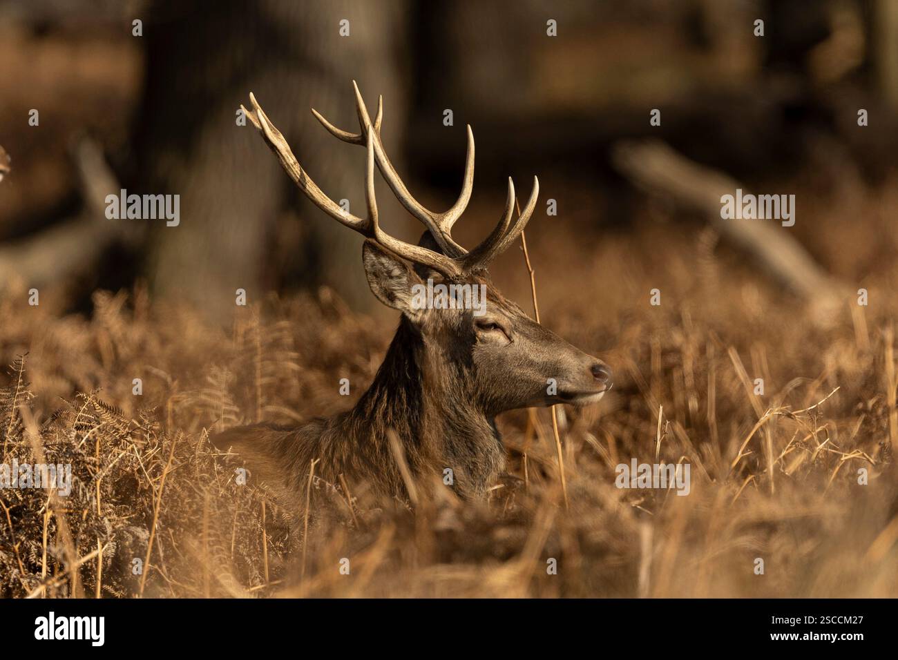 Views of male Red Deer in Richmond Park on the 6th February, 2025 in ...