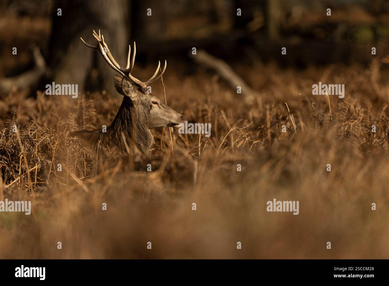 Views of male Red Deer in Richmond Park on the 6th February, 2025 in ...