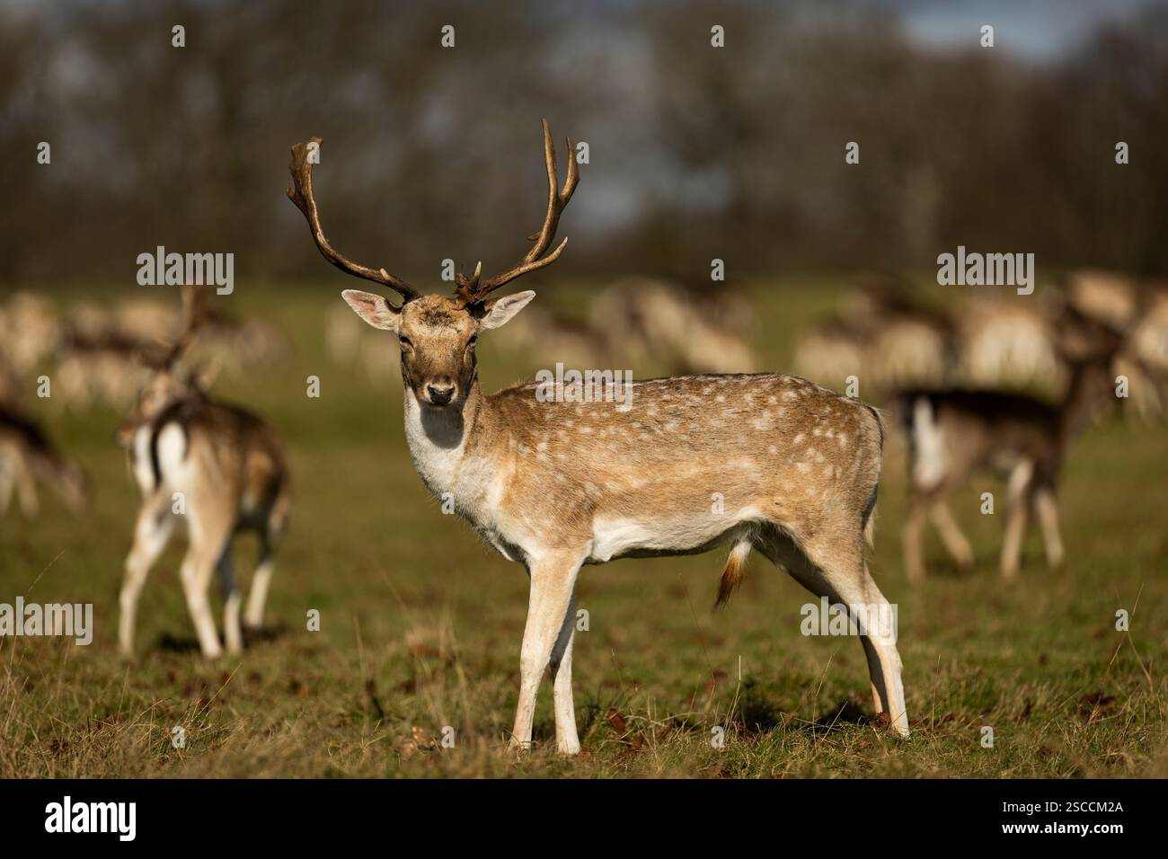 Views of a male Fallow Deer in Richmond Park on the 6th February, 2025 ...