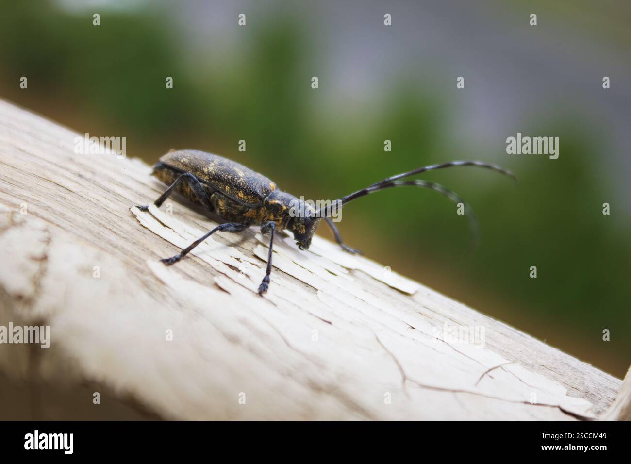 Capricorn beetle (long-horned, longicorn) Batocera rufomaculata in (Phu ...