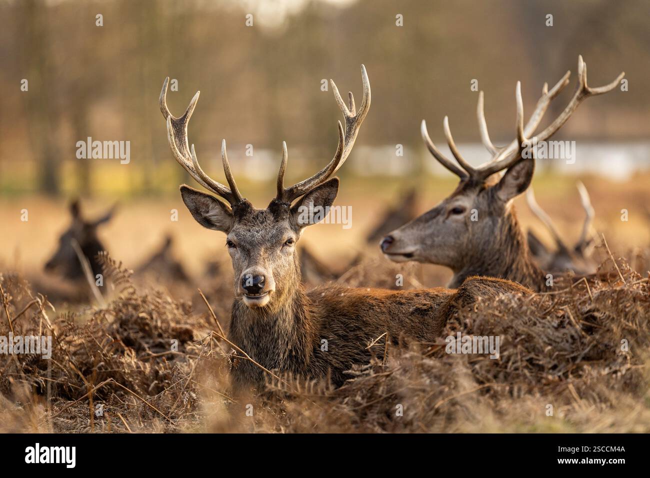Views of male Red Deer in Richmond Park on the 6th February, 2025 in ...