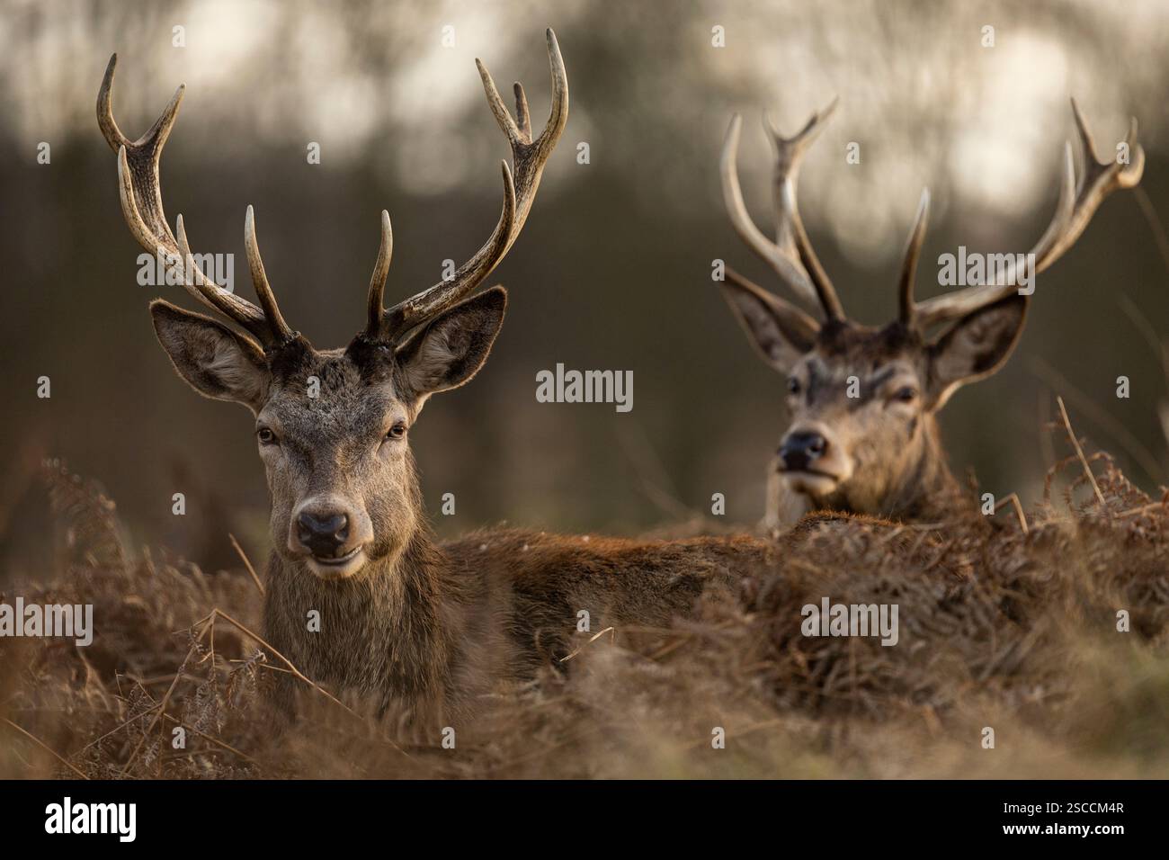 Views of male Red Deer in Richmond Park on the 6th February, 2025 in ...