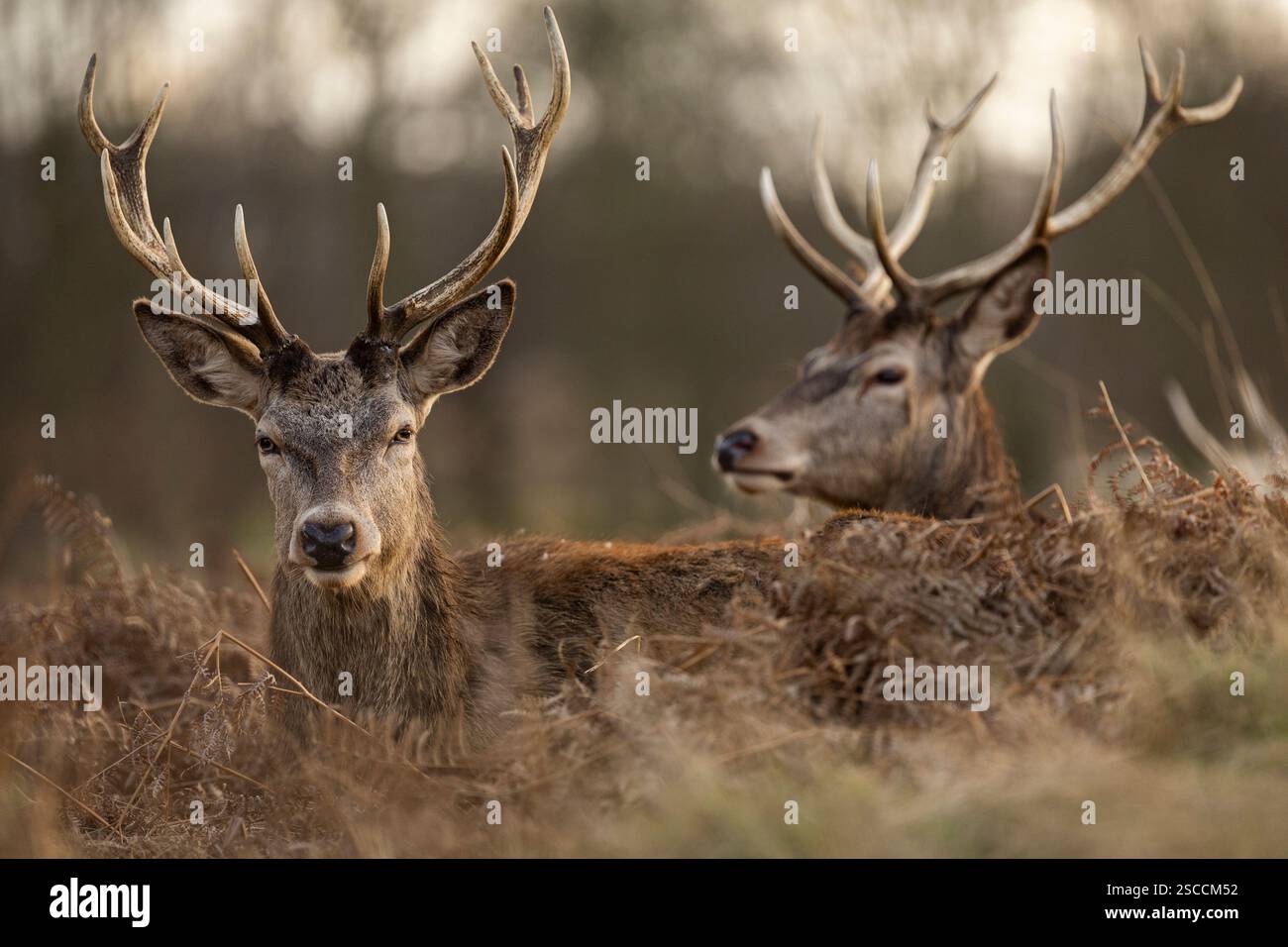 Views of male Red Deer in Richmond Park on the 6th February, 2025 in ...