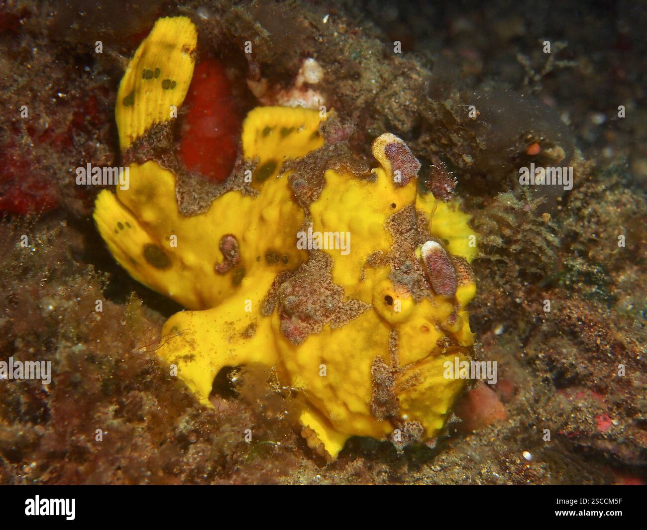 Antennarius maculatus - warty frogfish Stock Photo - Alamy