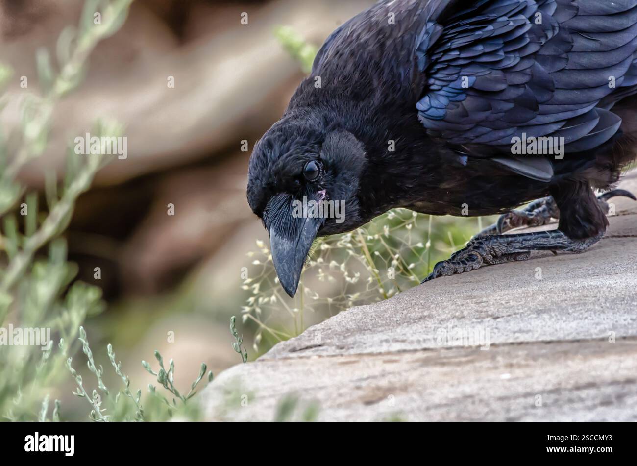 A detailed wildlife close-up of a black raven perched on a rock ...